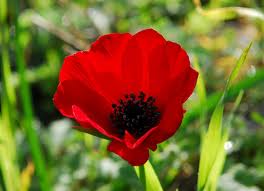 ΤΑ ΦΟΥΝΤΟΥΚΑΚΙΑ